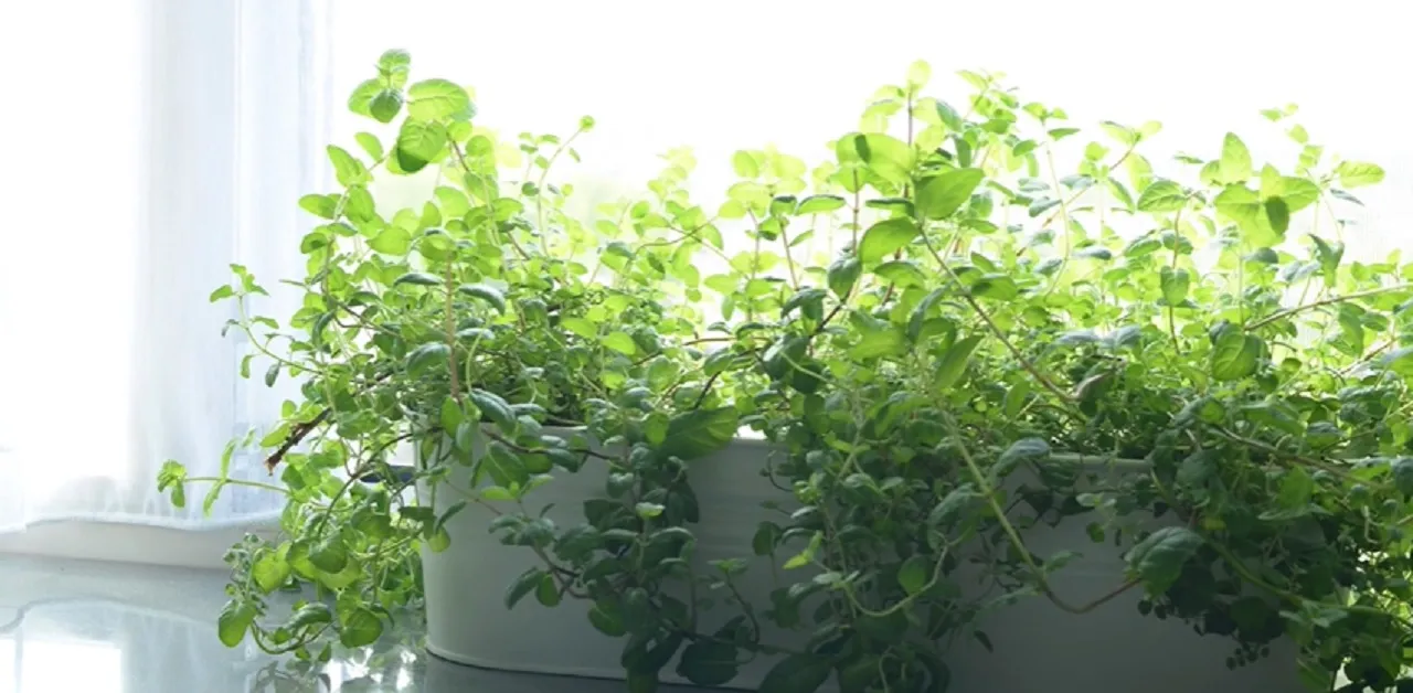 14 Pest Repelling Plants for Your Home