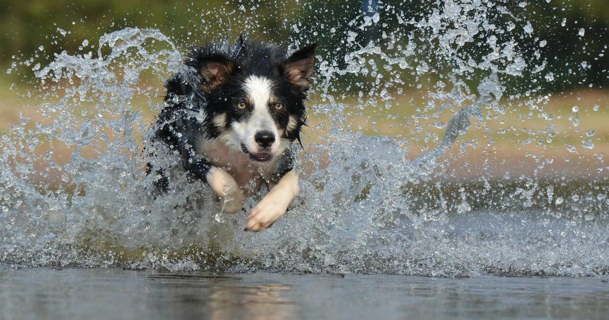 Dog Training Success: 3 Simple Exercises That Work